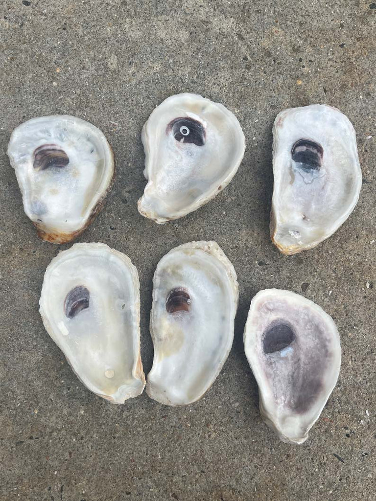 Flat Oyster Shells for Crafts | Large Oyster Shells for Sale – Oyster ...