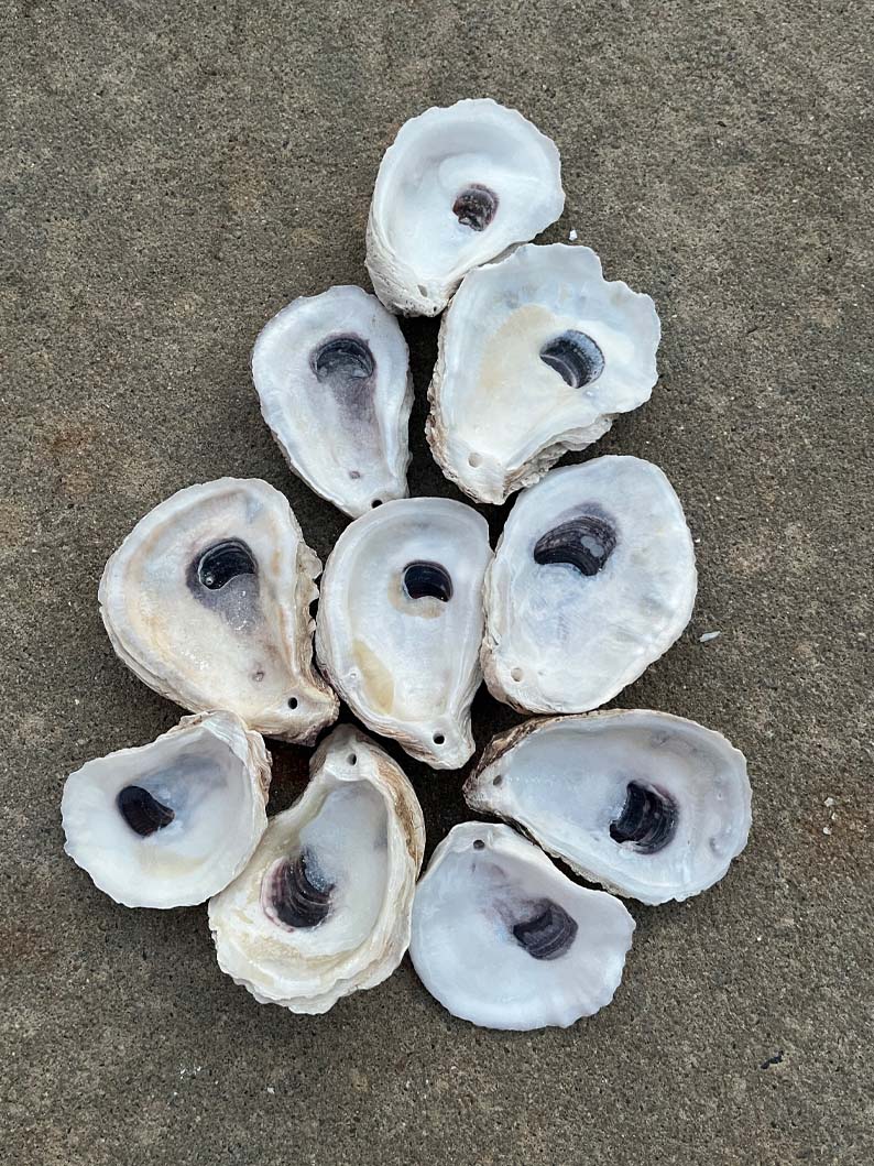 Drilled Oyster Shells | Drilled Shells for Jewelry & Crafts – Oyster Shell Sells