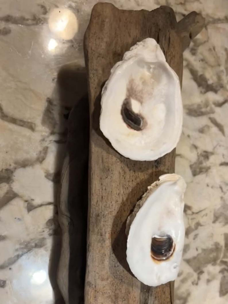 Flat Oyster Shells for Crafts | Large Oyster Shells for Sale – Oyster ...