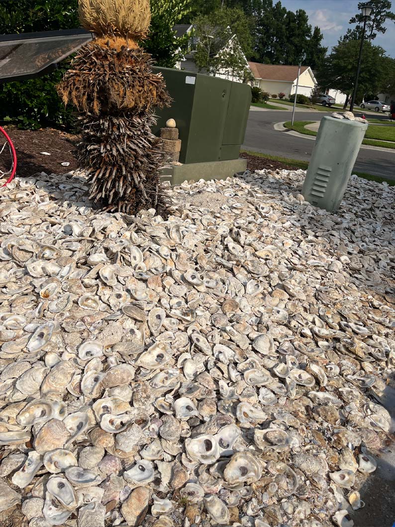 Crushed Oyster Shells for Landscaping | Bulk Landscaping Shells ...