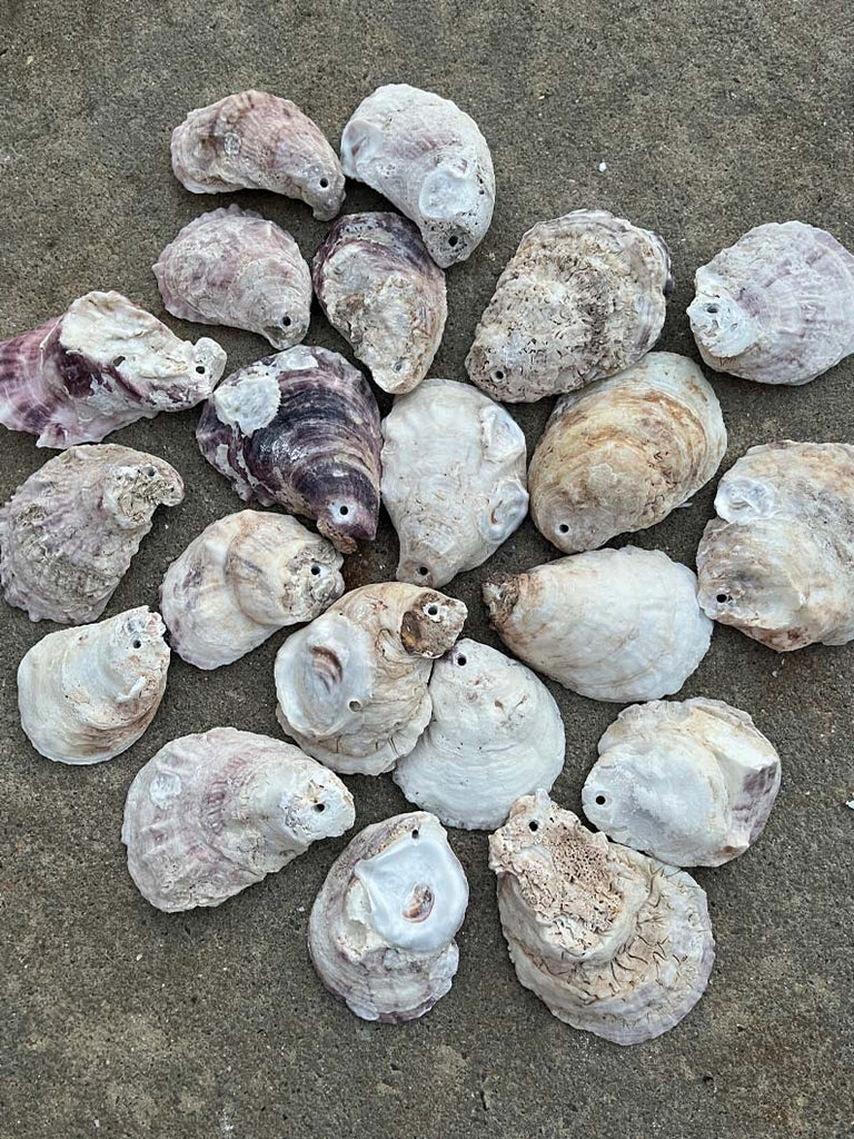Drilled Oyster Shells | Drilled Shells for Jewelry & Crafts – Oyster ...